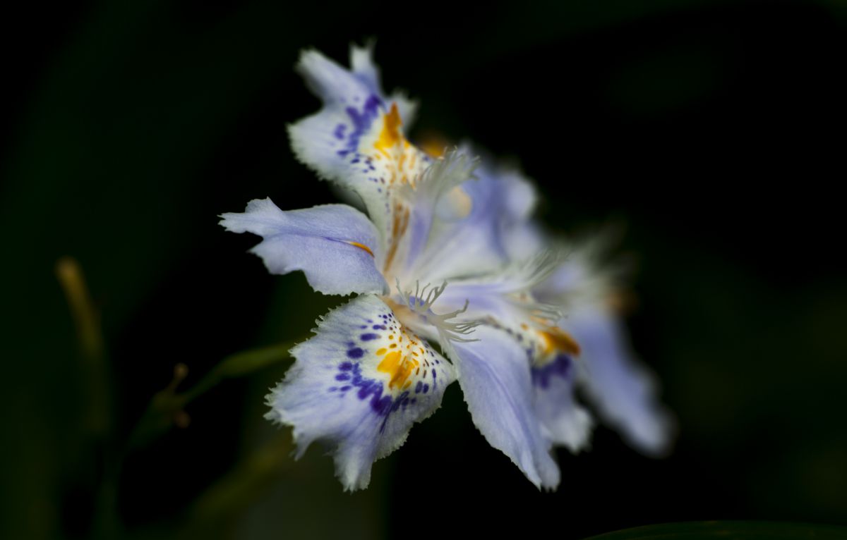 Fringed iris | GANREF