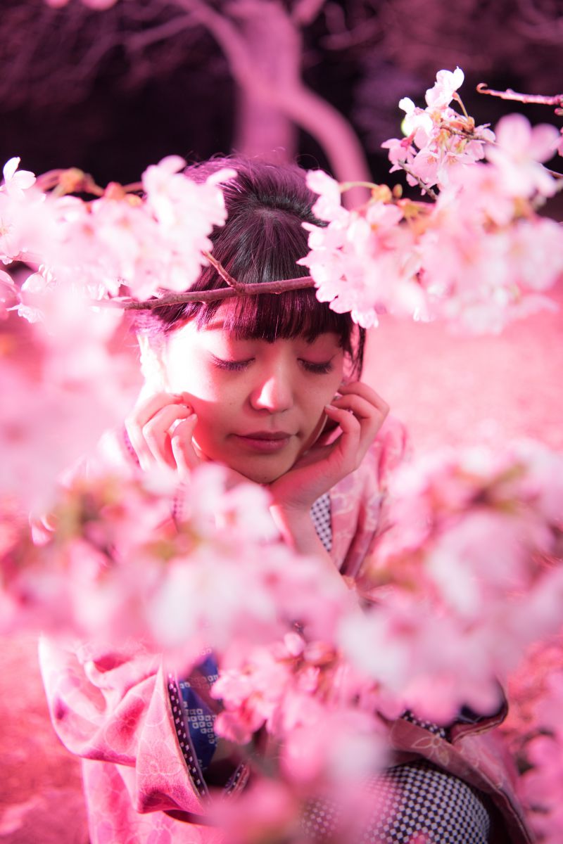 夜桜の舞い | GANREF