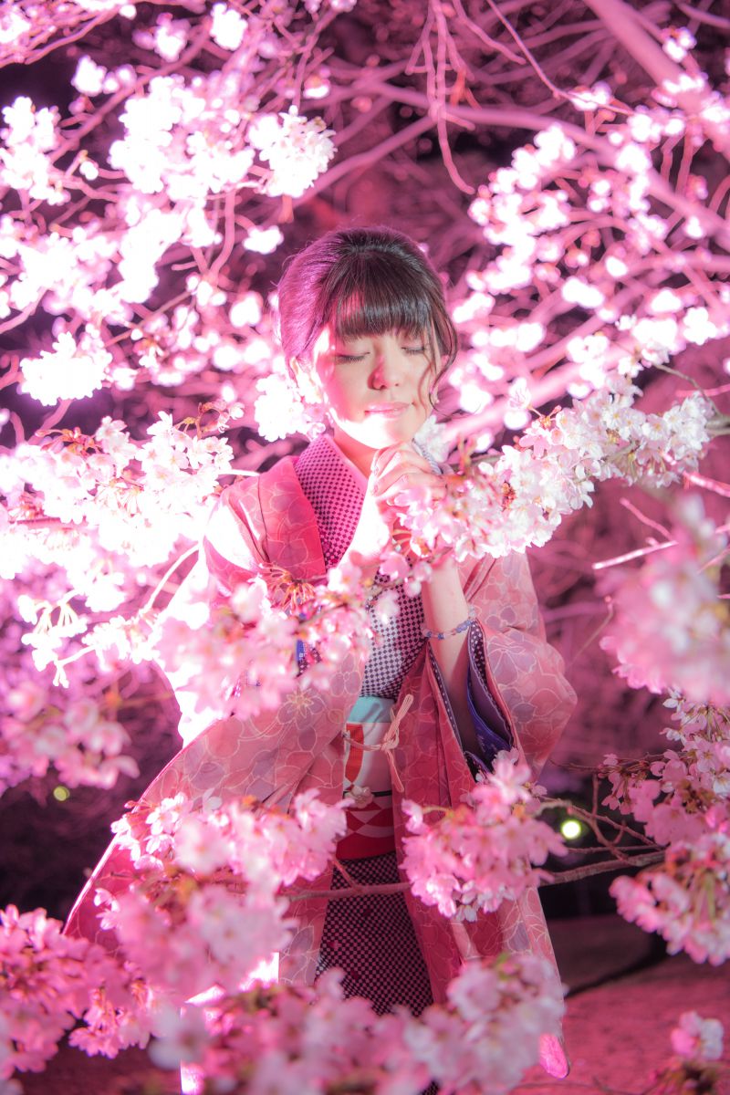 夜桜の舞い | GANREF