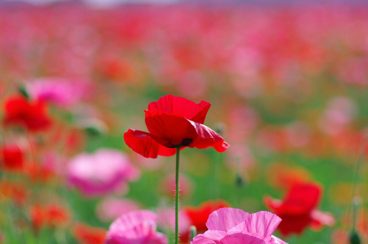 ポピー.jpg | GANREF