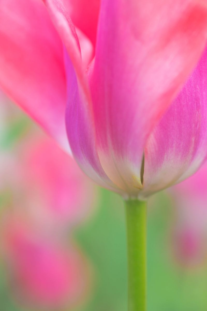 Spring has come | GANREF