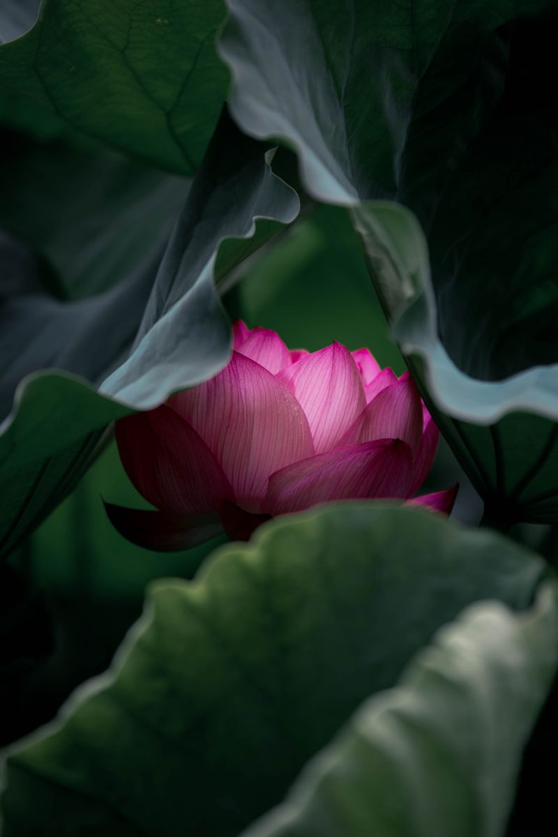 Lotus flower | GANREF