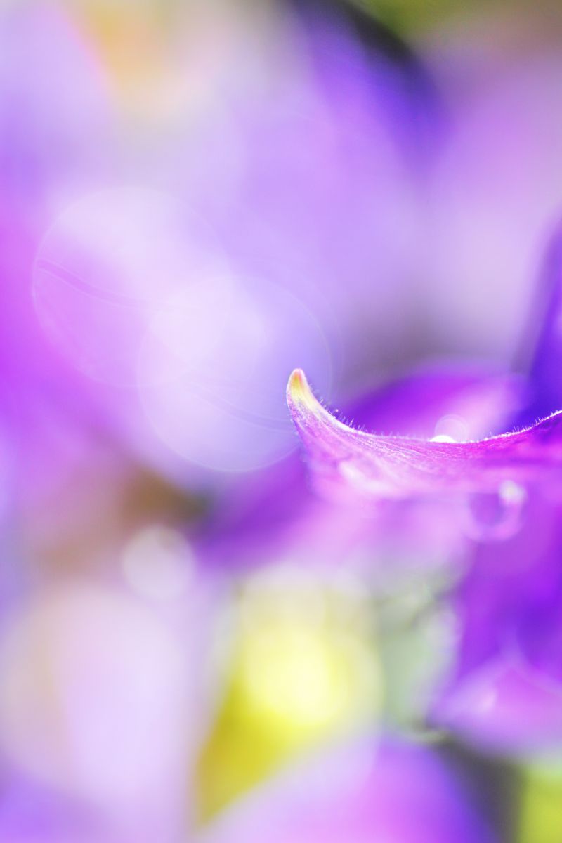 Light purple | GANREF