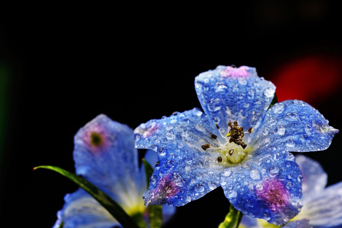 Crystal Blue | GANREF