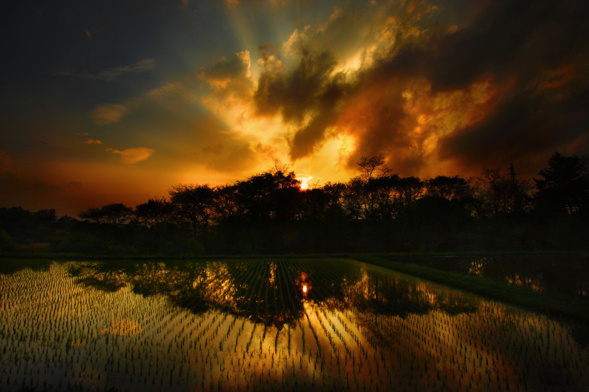 Flame of Sunset | GANREF