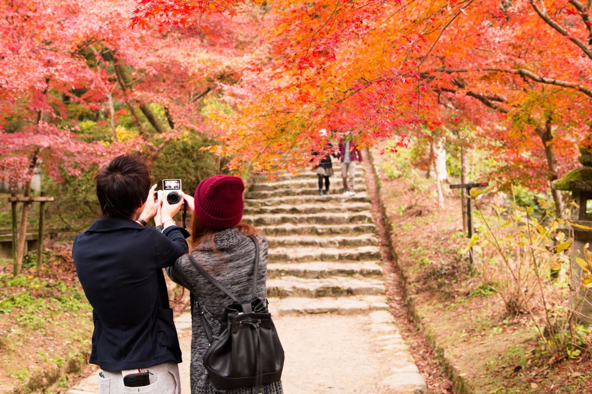 紅葉は入れないの？ | GANREF