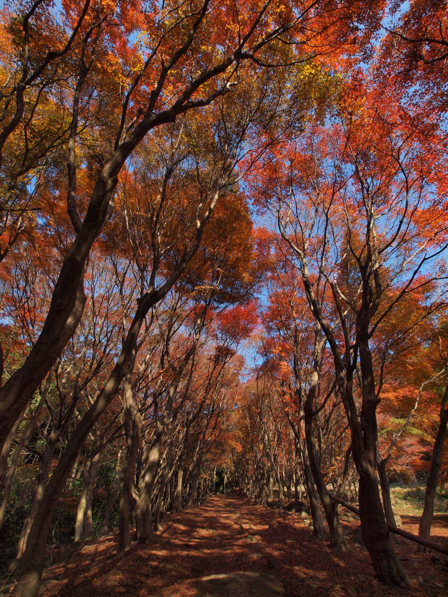 もみじ街道 | GANREF