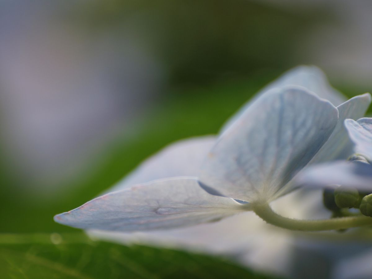 密かに咲き誇る | GANREF