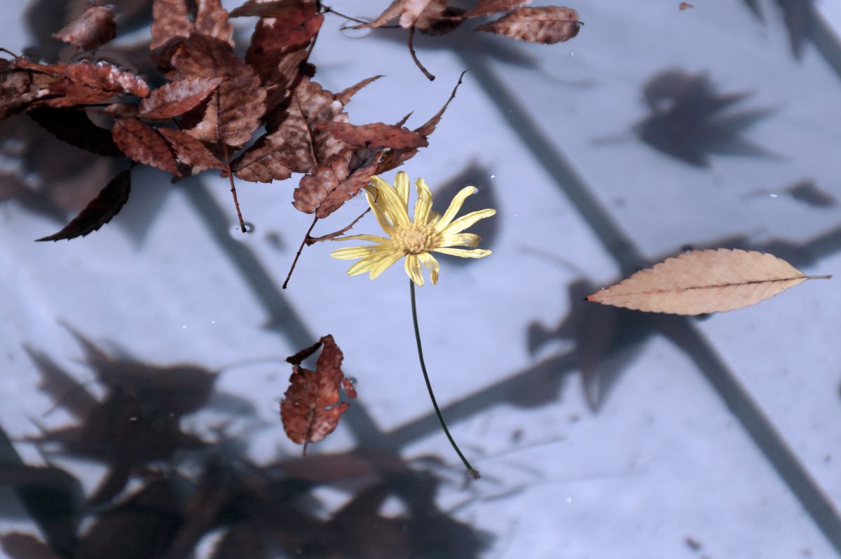 Flower Float | GANREF