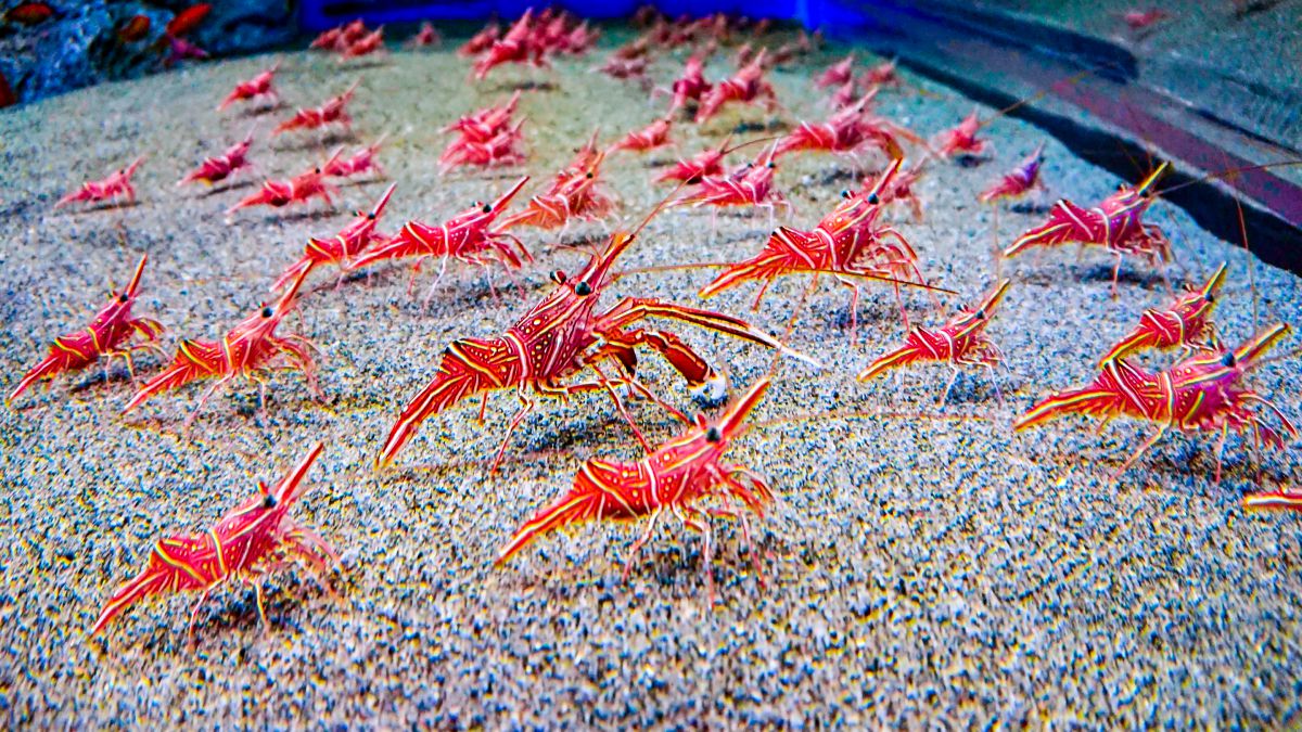shrimp squad | GANREF