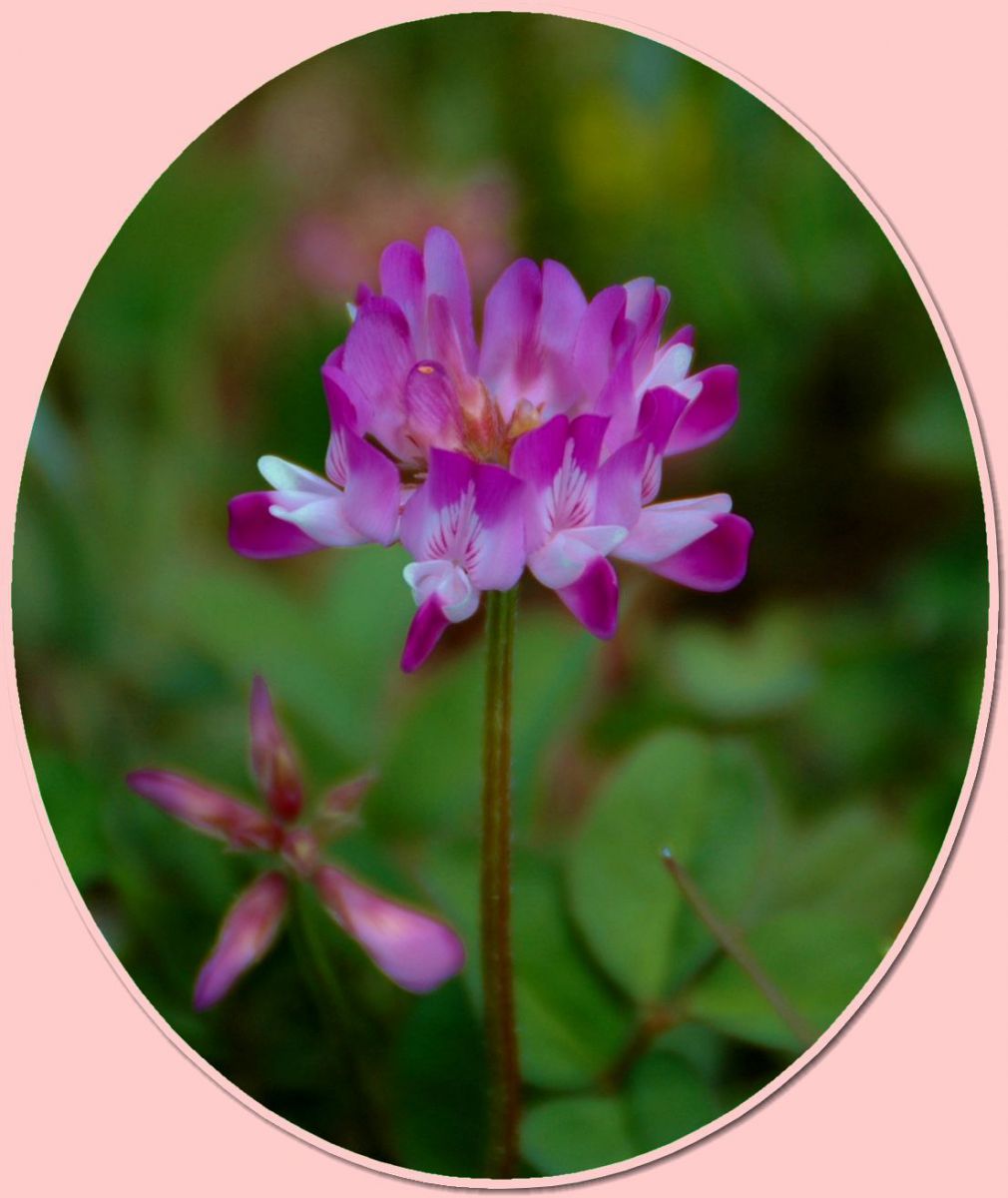 レンゲソウ2018 | GANREF