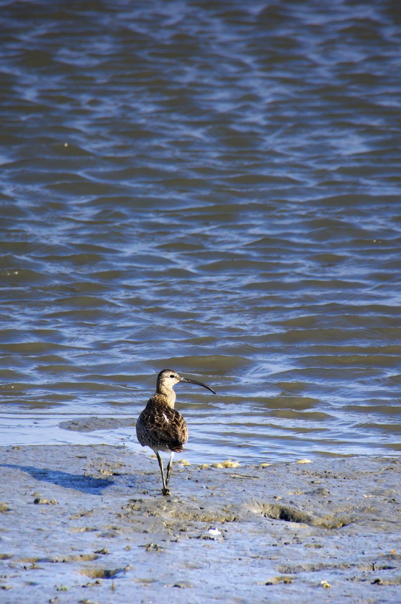『back shot』 | GANREF