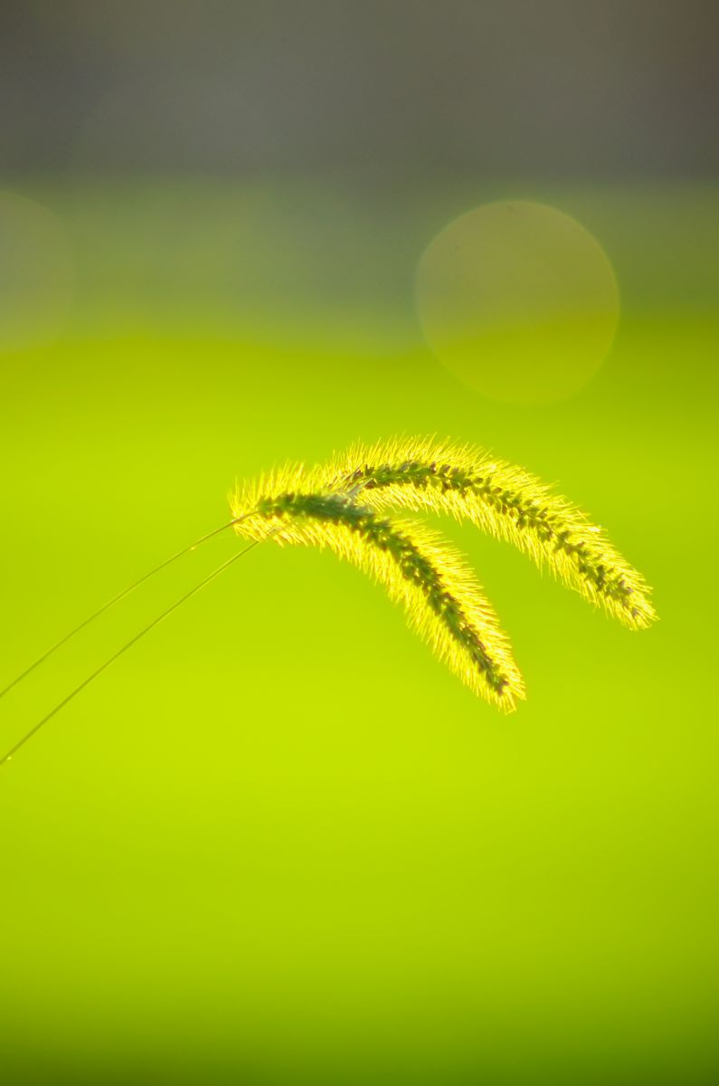 『twin tails』 | GANREF