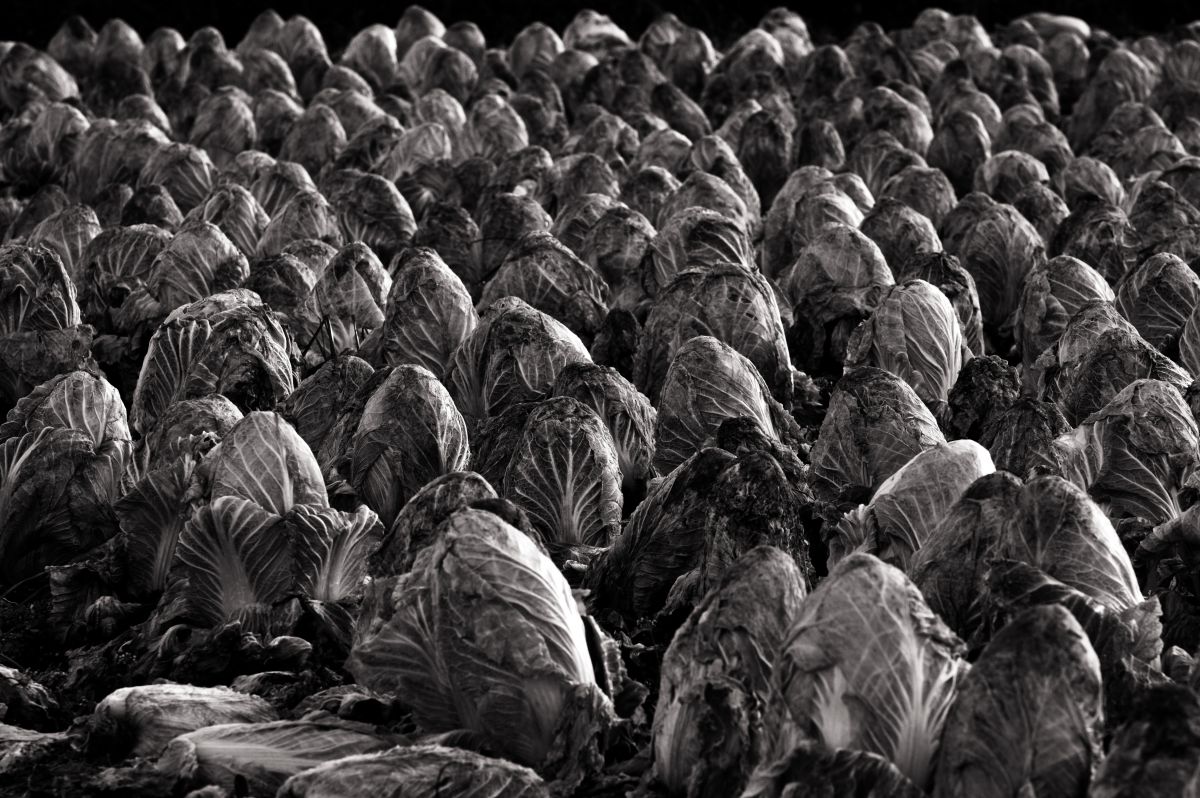 『Alien eggs 』 | GANREF