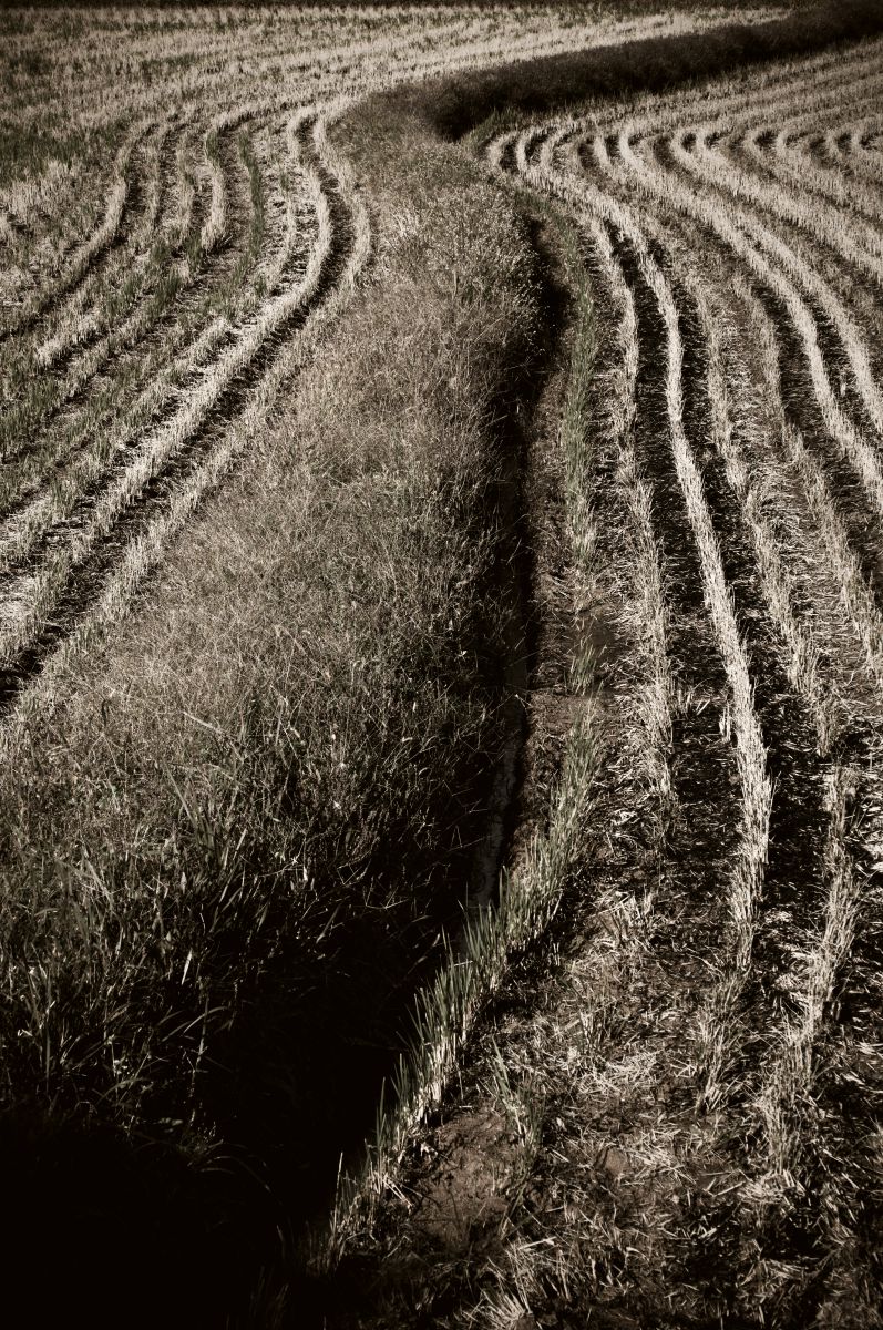 『S-LINE』 | GANREF