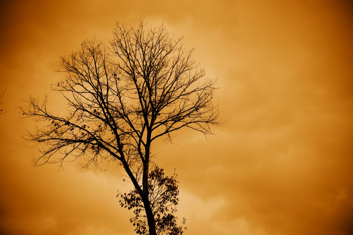 『Lonesome tree』 | GANREF