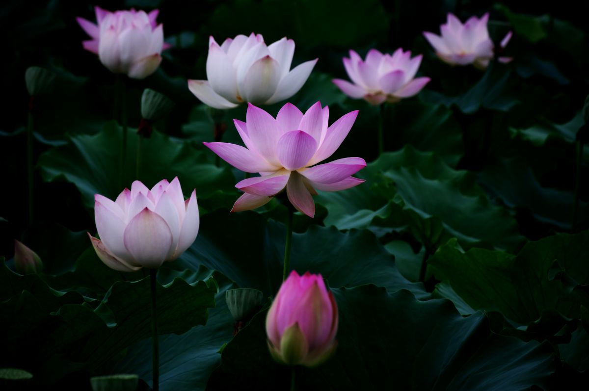 In full bloom』 | GANREF