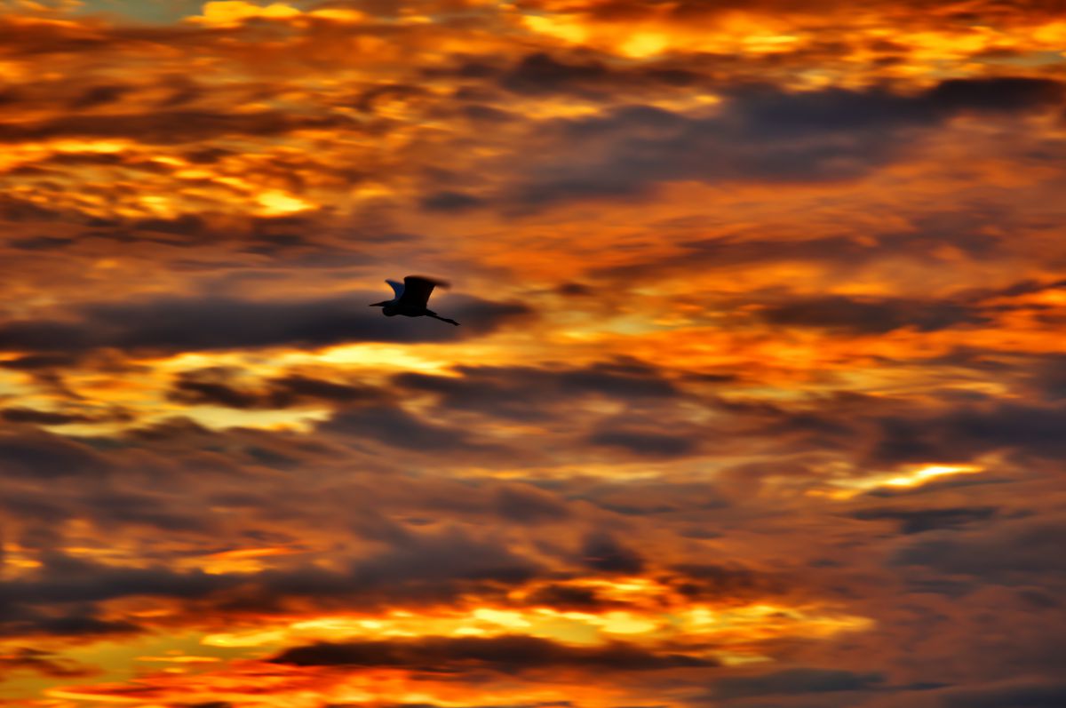 『Fire storm』 | GANREF