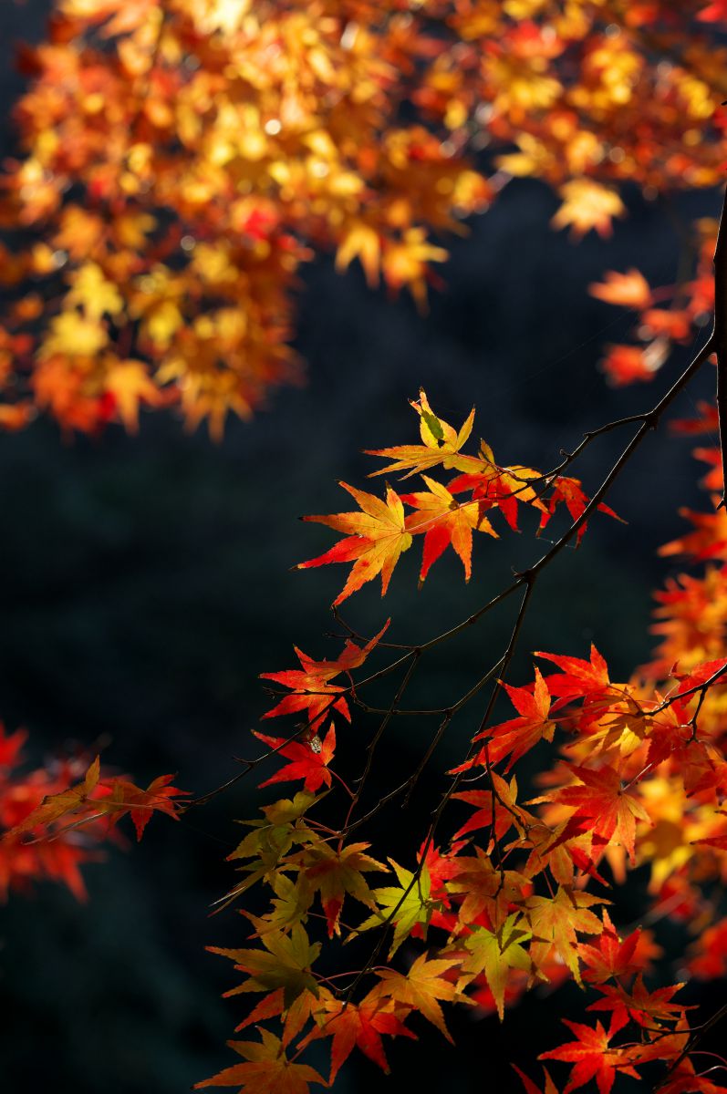 『最後の雅』 | GANREF