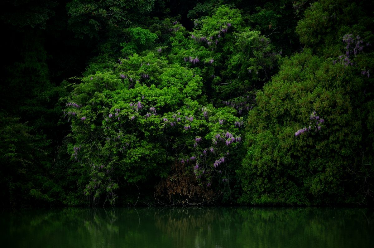 『wild flower』 | GANREF