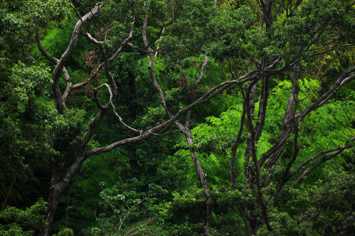 『Deep Forest』 | GANREF