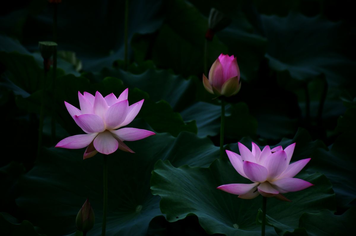 『艶やかに』 | GANREF