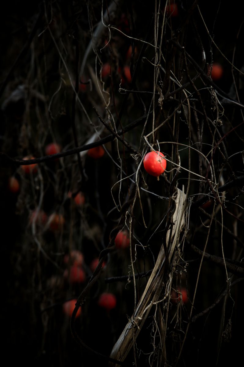 『そして冬を迎える-2016』 | GANREF