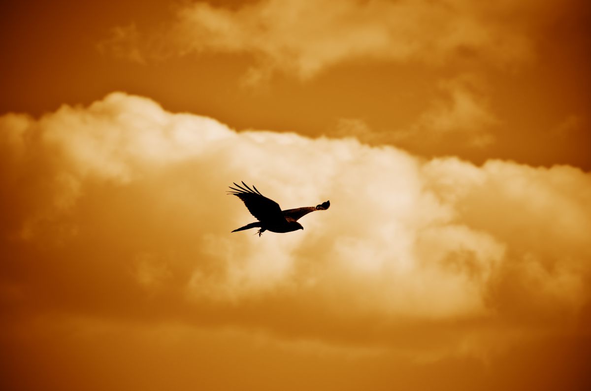 『Flying』 | GANREF