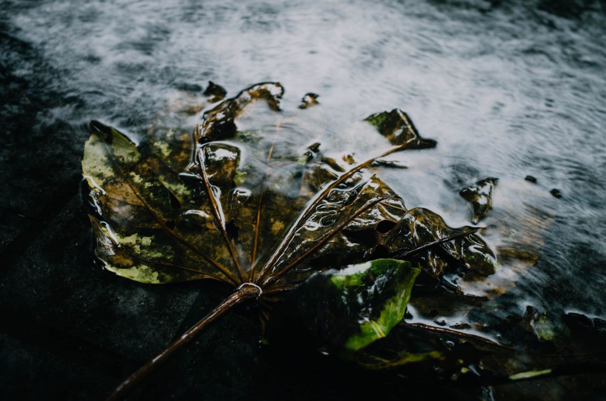 Leaves wet in the rain | GANREF