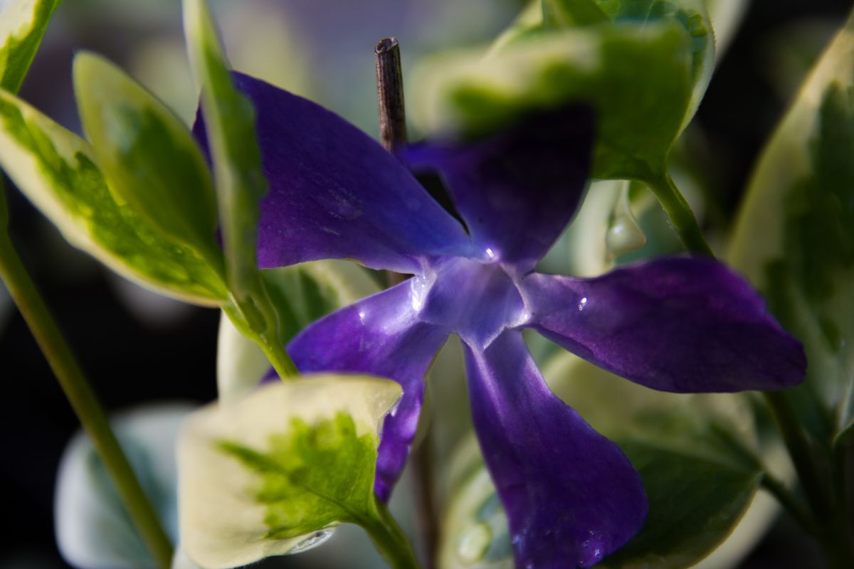 Violet Flower | GANREF