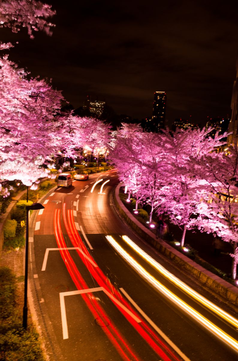 SAKURA ROAD | GANREF