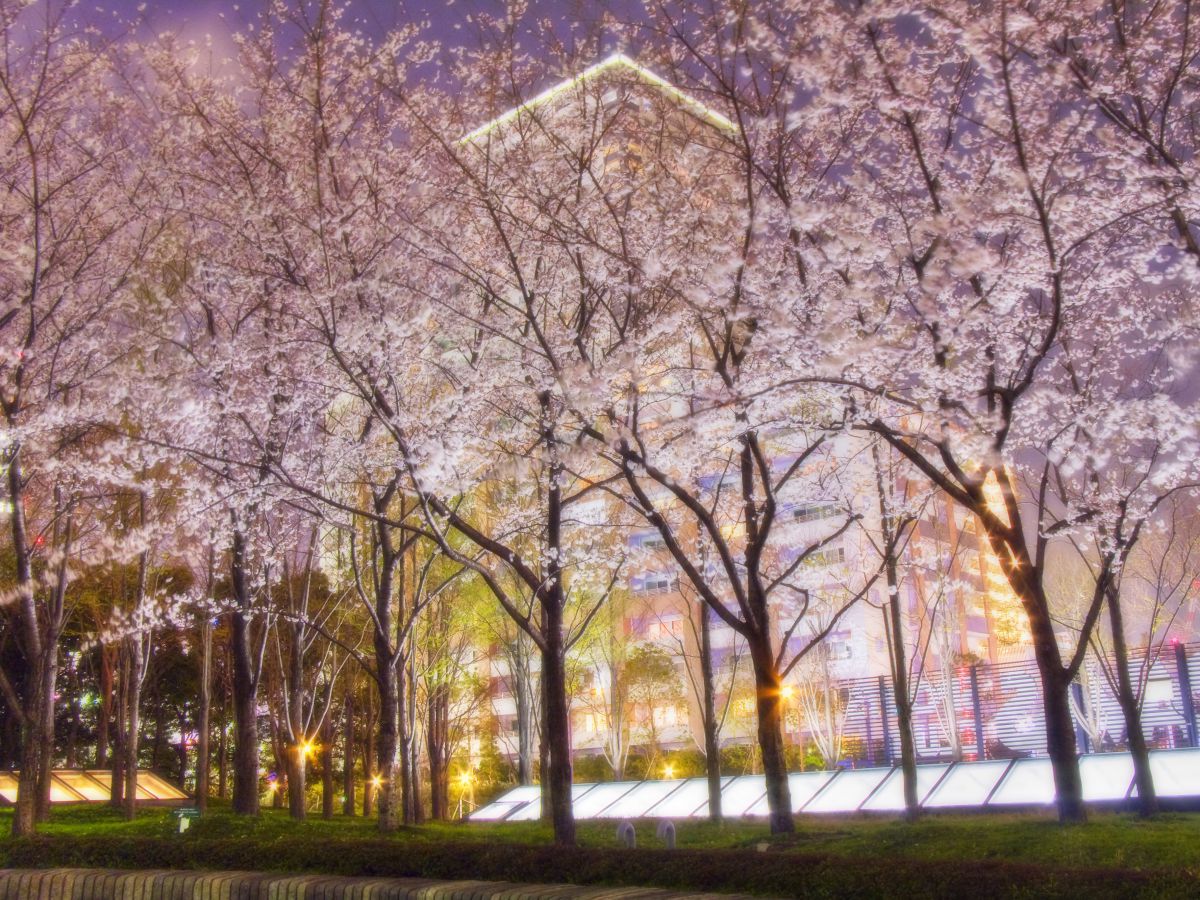 Cherry Blossoms | GANREF