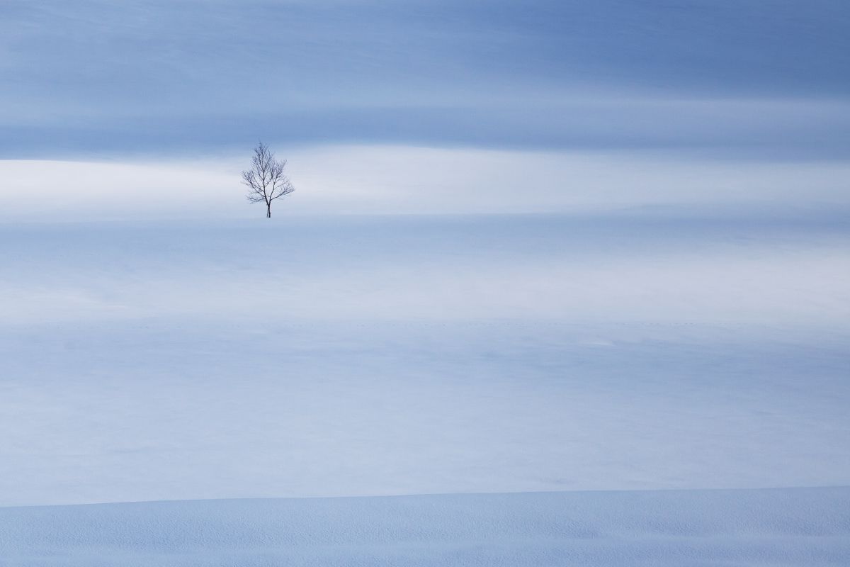 Tree in Cloud Shade | GANREF