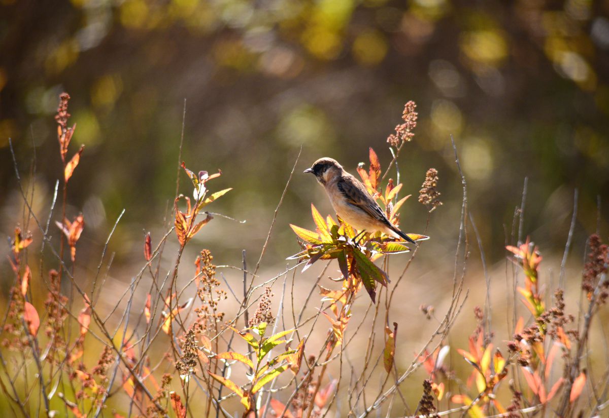 秋の陽射しを浴びて | GANREF