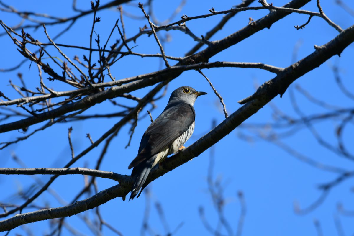 南の国への腹ごしらえ | GANREF