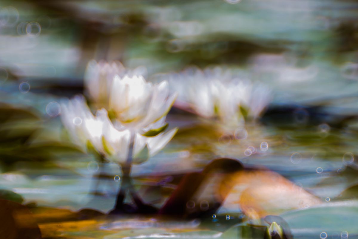 rock 'n' roll | GANREF