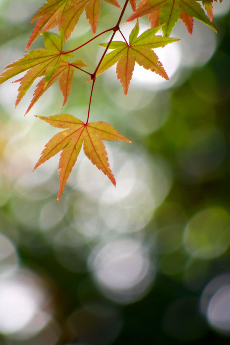 Natural Leaf | GANREF