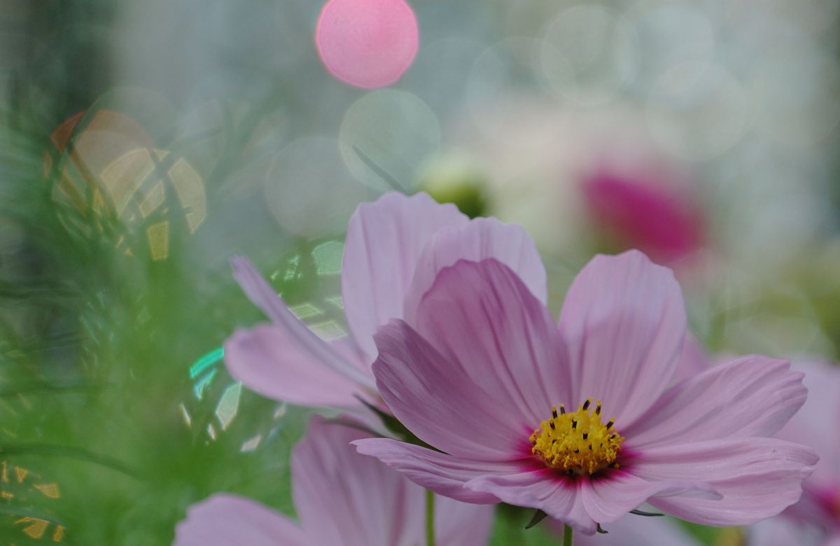 コスモスの夢 | GANREF