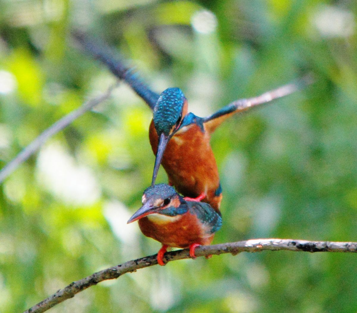 カワセミの恋 | GANREF