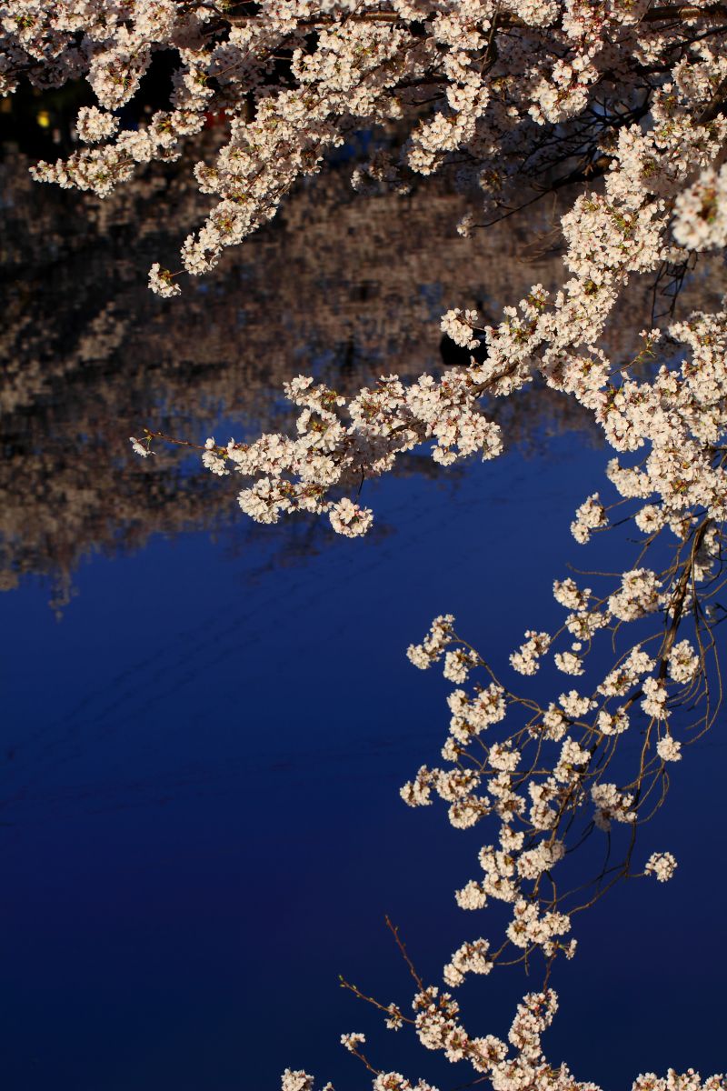 Sakura×Blue | GANREF