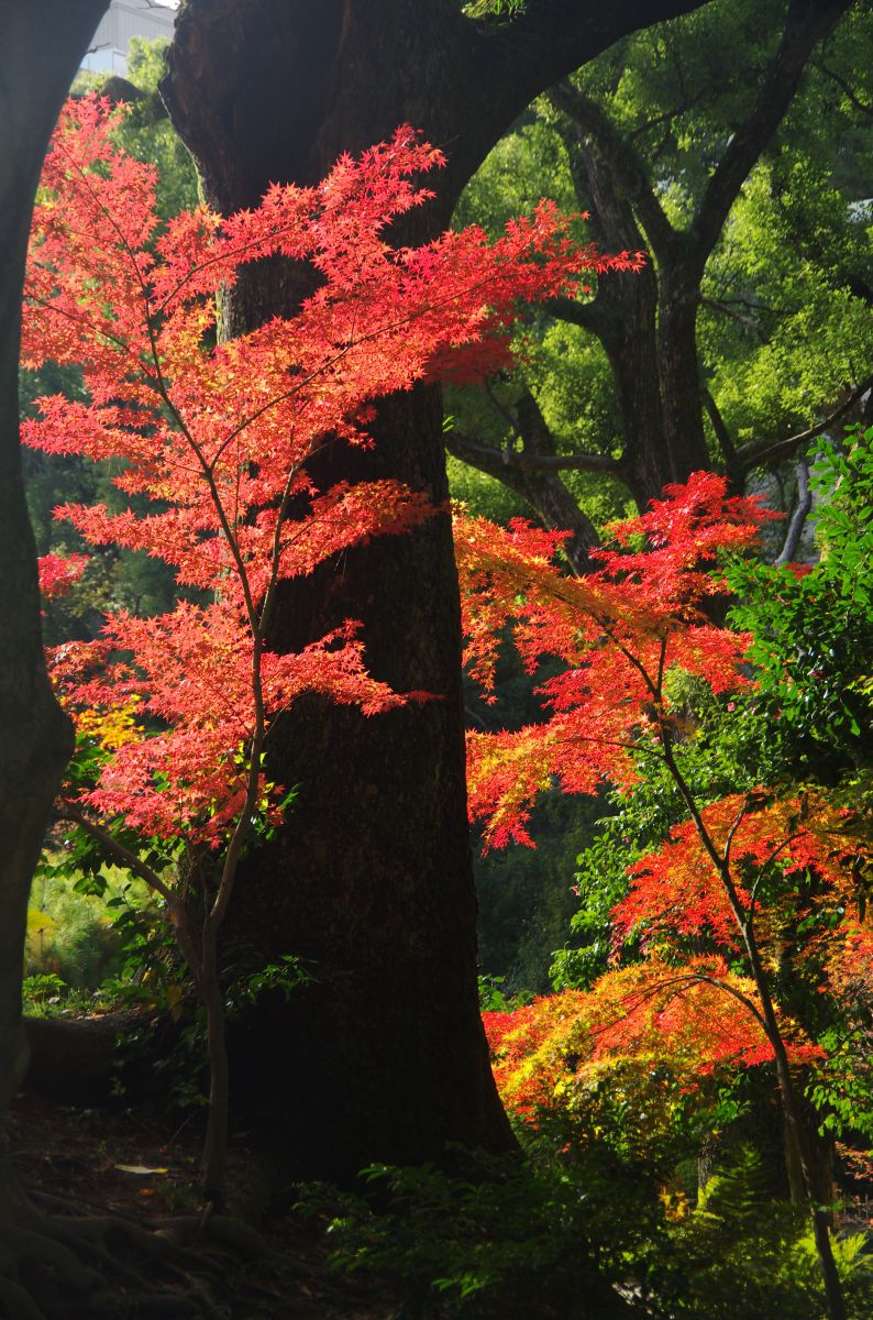 紅色に色づく | GANREF