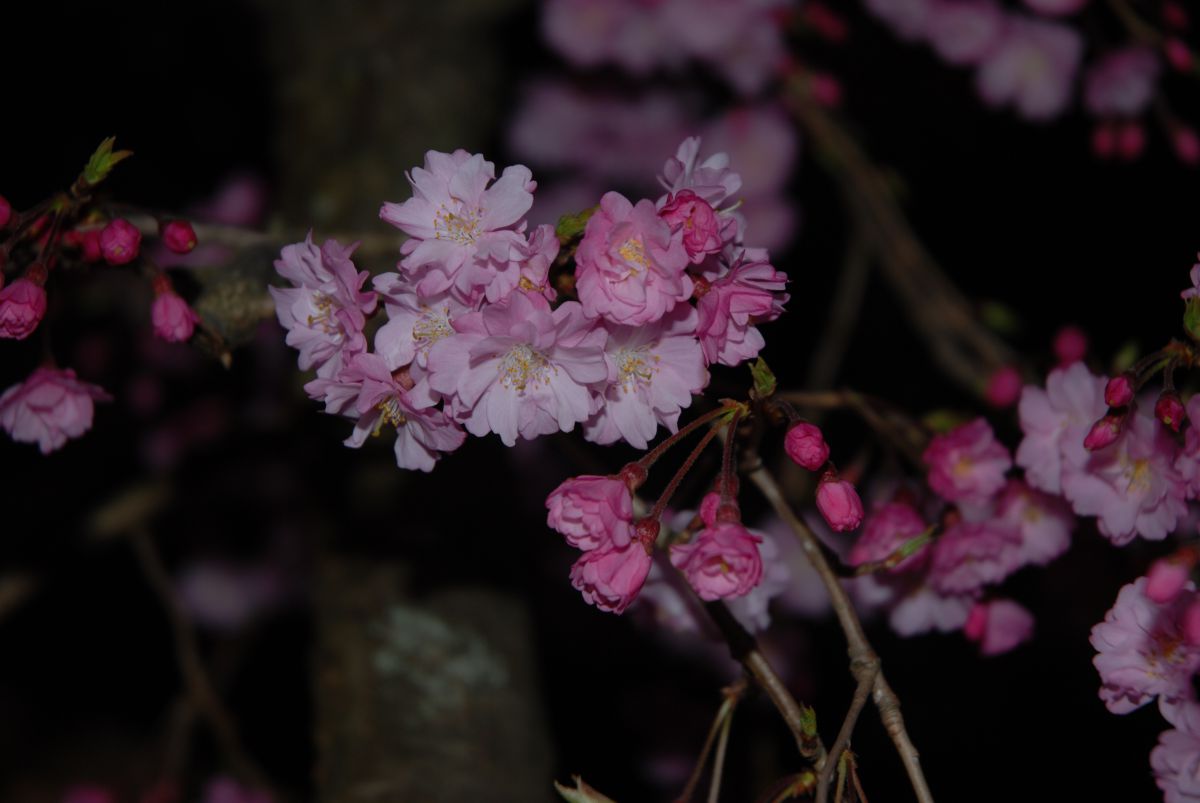 八重桜 | GANREF