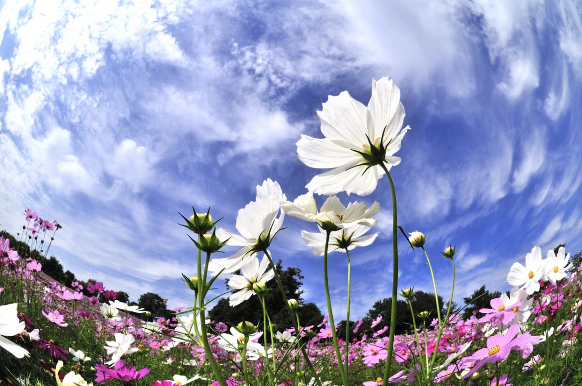 Blue Planet Cosmos | GANREF