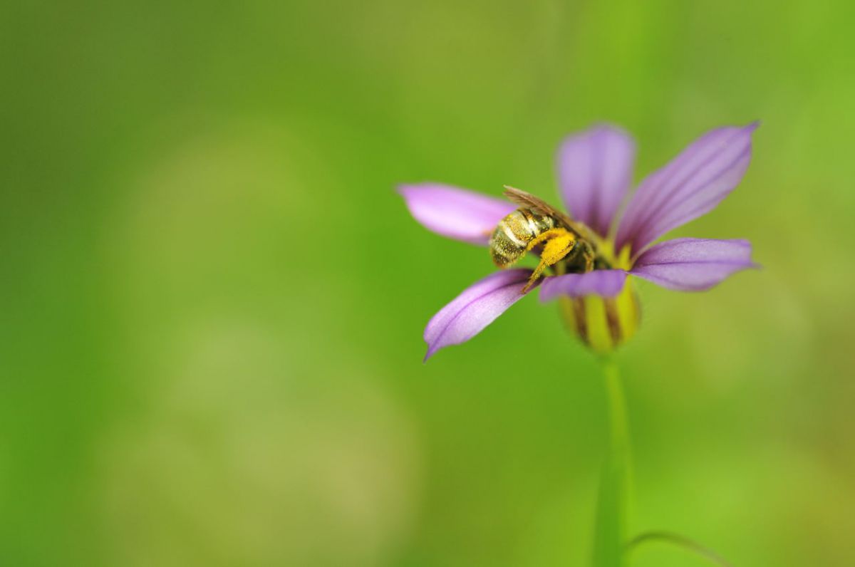 はちみつの季節 | GANREF