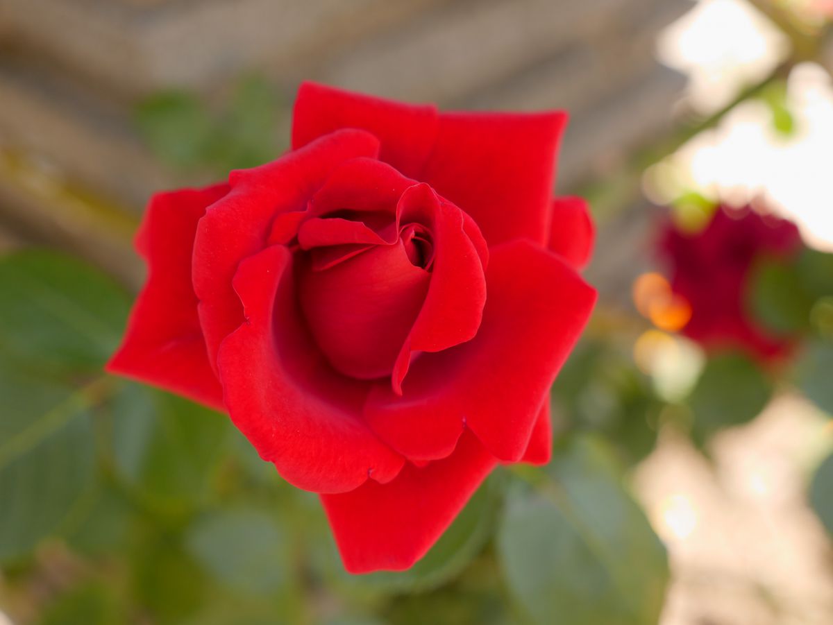 真っ赤なROSE♪ | GANREF