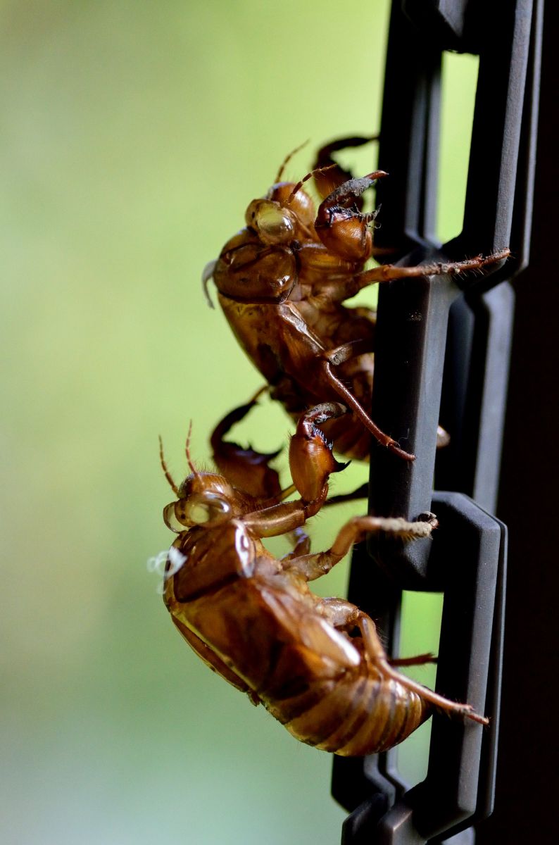 とおせんぼ | GANREF