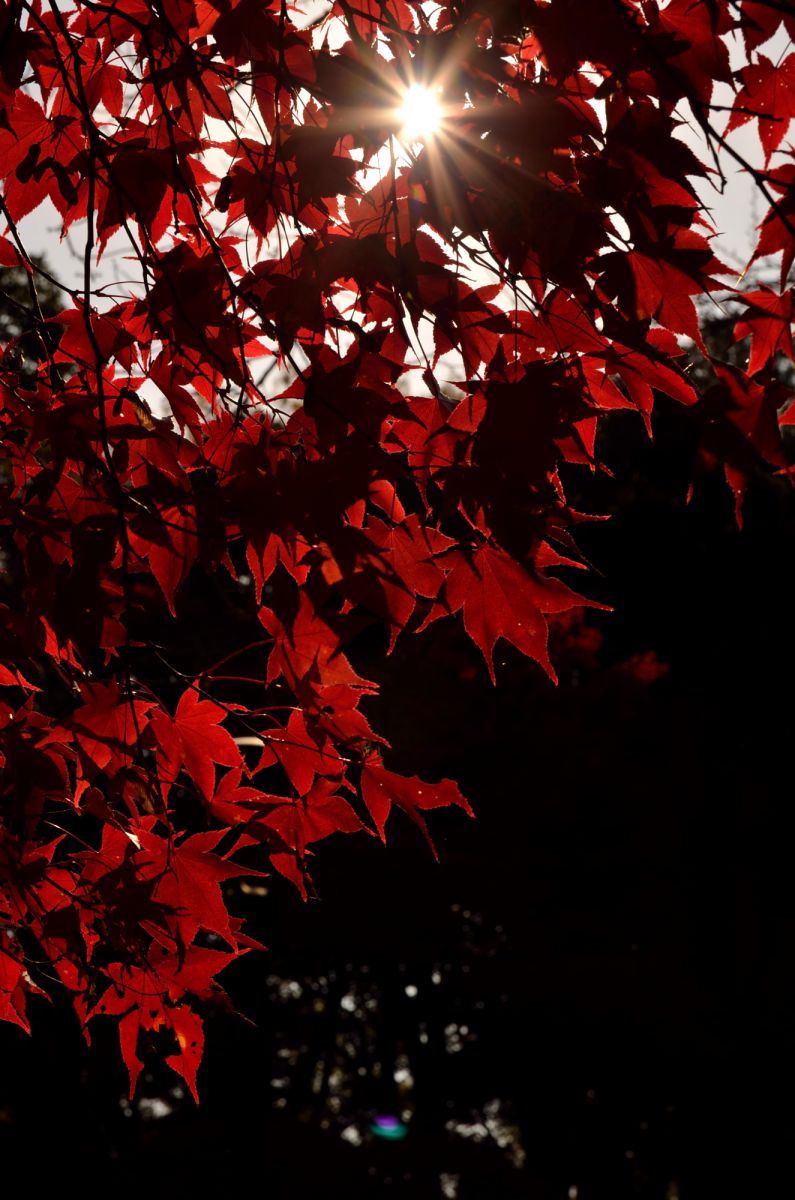 Red beam of light | GANREF