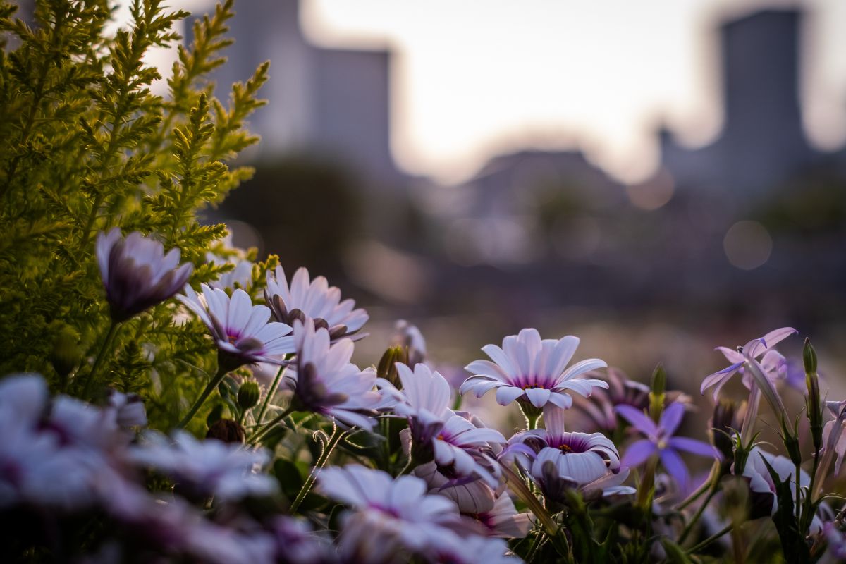 中之島夕景 | GANREF