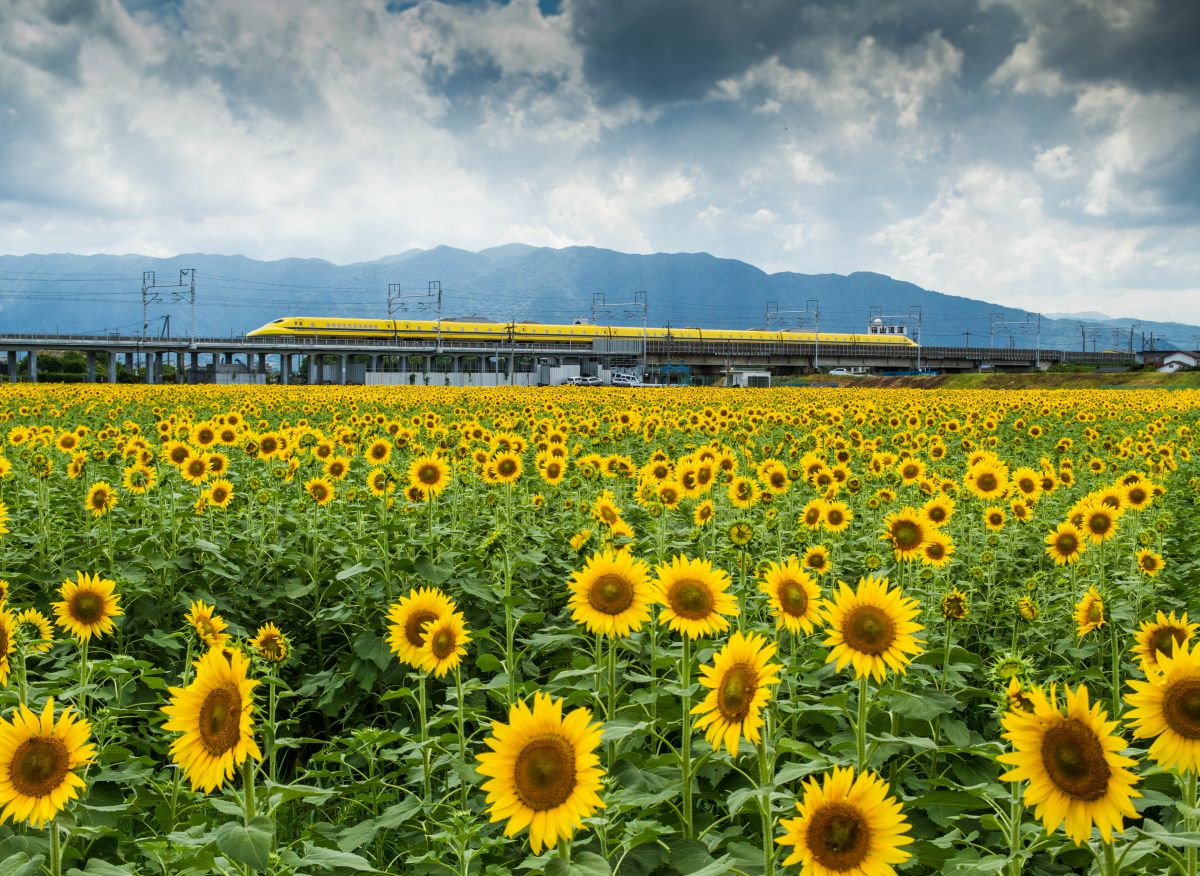 yellow + yellow | GANREF