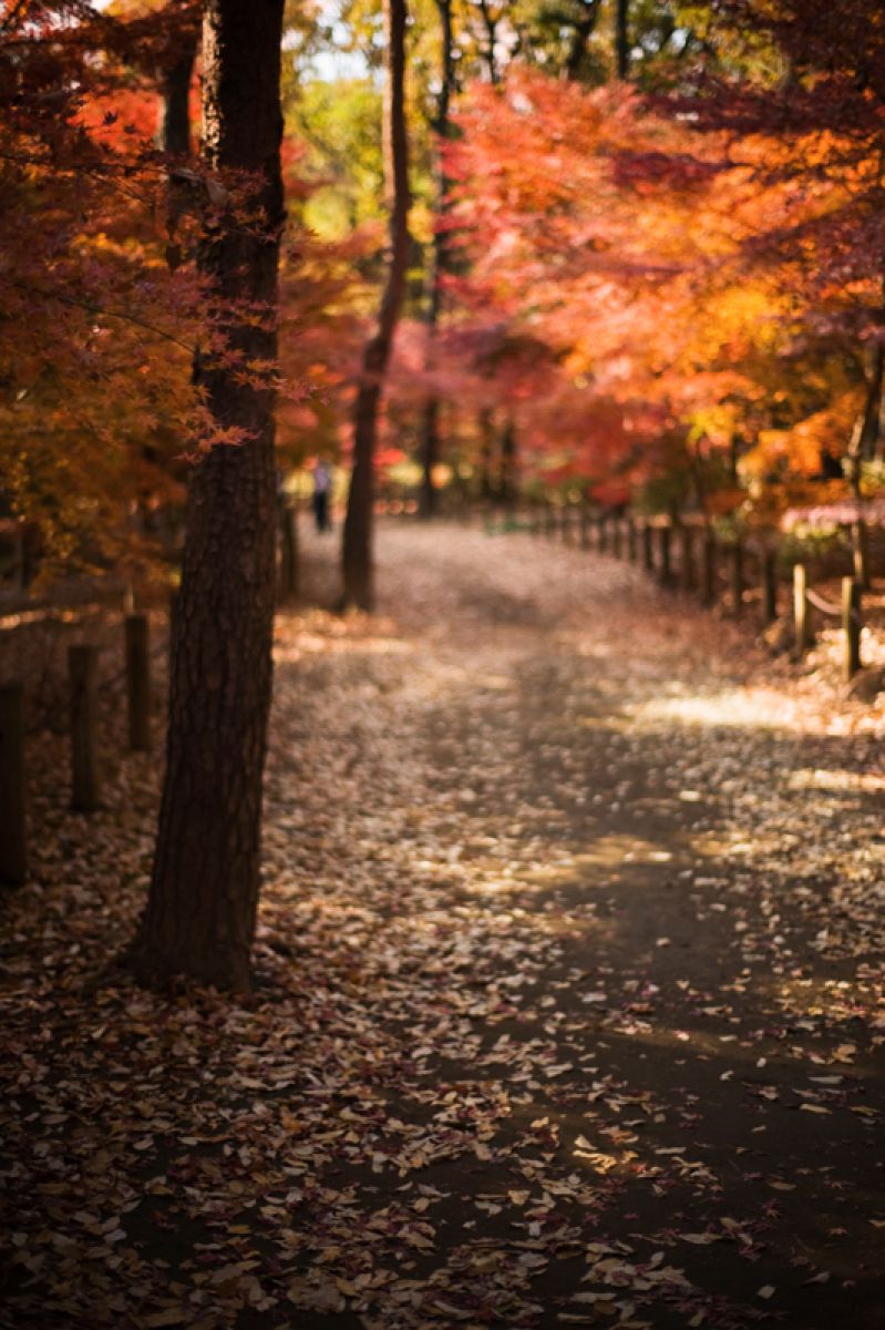 STROLL ROAD | GANREF